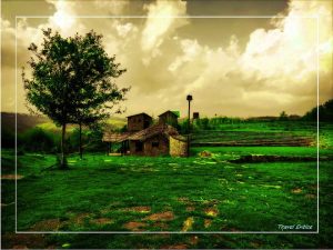 Mawphlang Sacred Forest: A must-visit place in Meghalaya