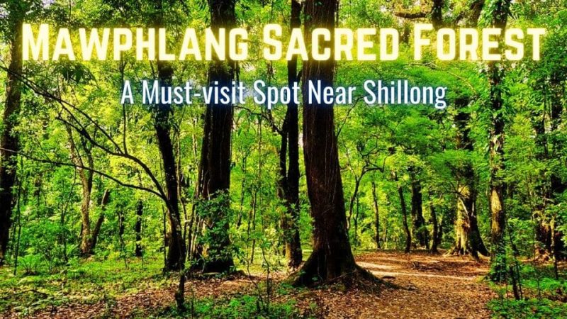 Mawphlang Sacred Forest: A must-visit place in Meghalaya