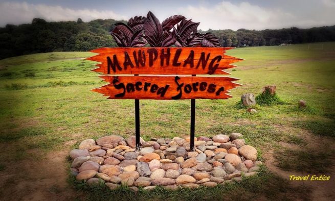 Mawphlang Sacred Forest: A must-visit place in Meghalaya
