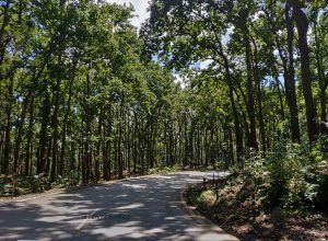 Netarhat : The Queen of Chhotanagpur