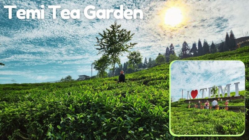 Temi Tea Garden: South Sikkim’s Iconic Tea Estate